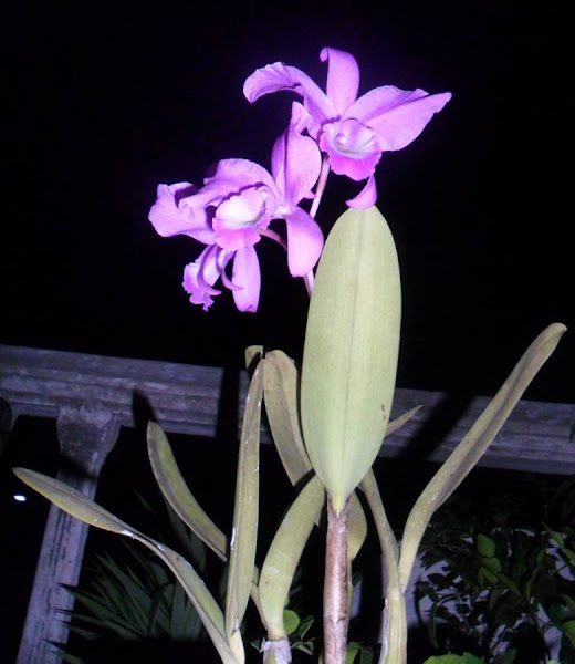 orchid | Project Noah