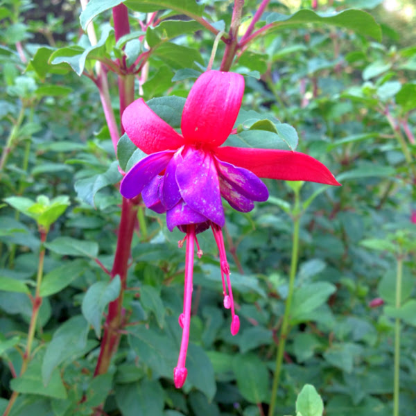 Fuchsia | Project Noah