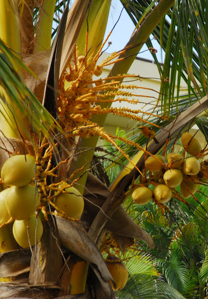 Coconut Palm & Hooded Orioles | Project Noah