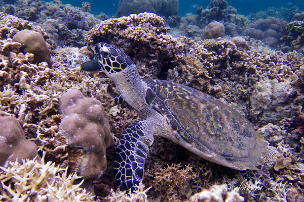 Hawksbill Turtle | Project Noah