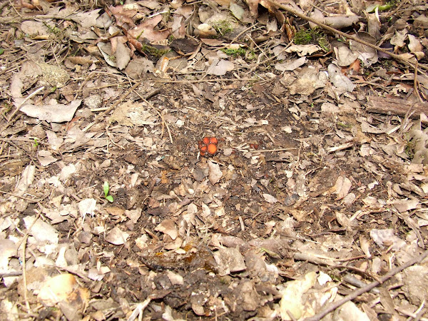 Eyelash cup | Project Noah