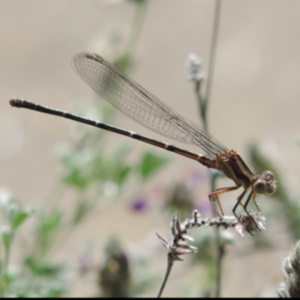 Damselfly | Project Noah