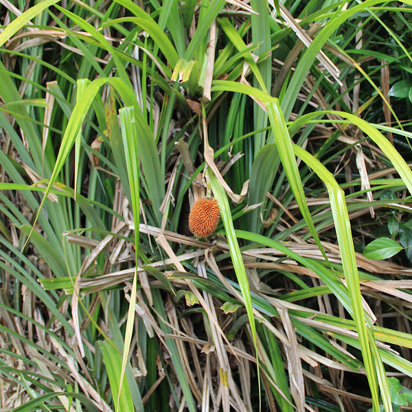pandanus shrub | Project Noah