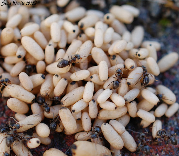 Black Garden Ant | Project Noah