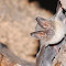Round-eared bat | Project Noah
