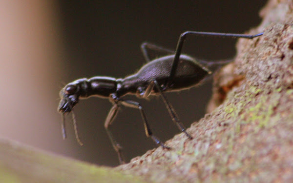 Flightless Tiger Beetle | Project Noah