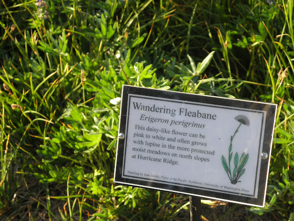 wandering fleabane | Project Noah