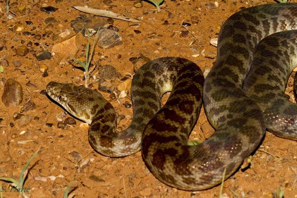 Stimson's Python | Project Noah