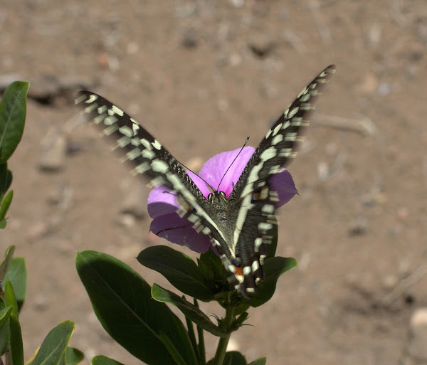 Citrus Swallowtail | Project Noah