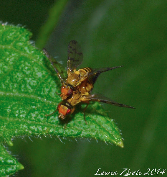 Fruit Flies Mating | Project Noah