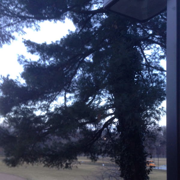 White pine | Project Noah