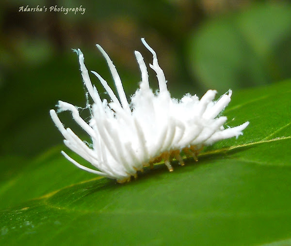Mealy bug destroyer | Project Noah