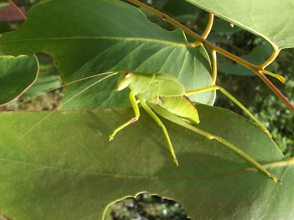 Gum leaf katydid - late instar | Project Noah
