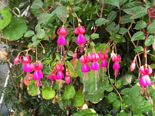 Fuchsia sp. | Project Noah