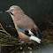 Eurasian Jay | Project Noah