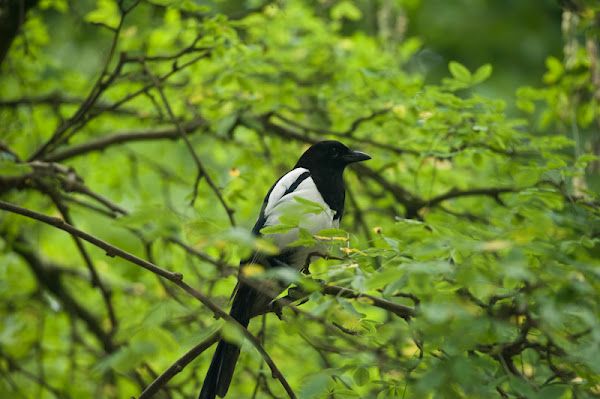 European Magpie | Project Noah