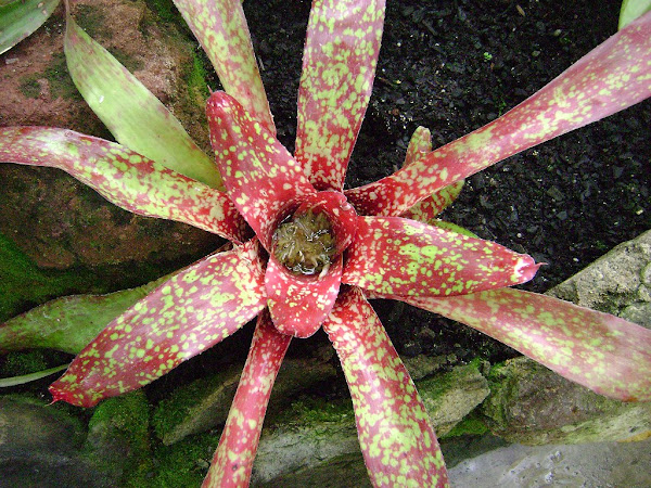 Spotted Neoregelia Bromeliad | Project Noah
