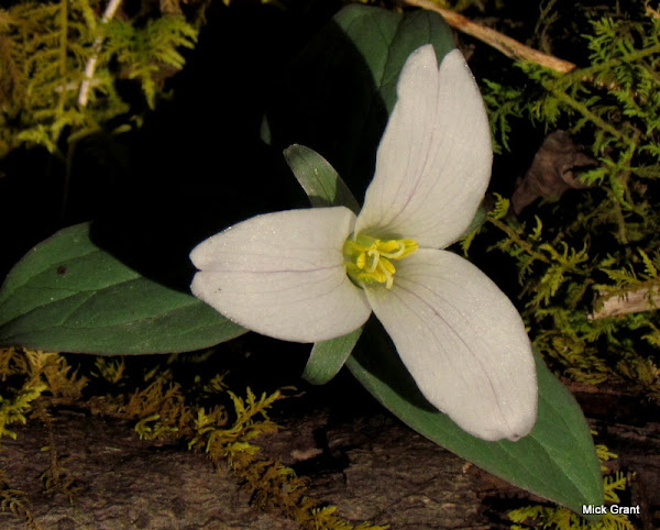 Snow Trillium | Project Noah