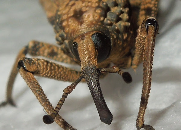 Japanese Giant Weevil | Project Noah