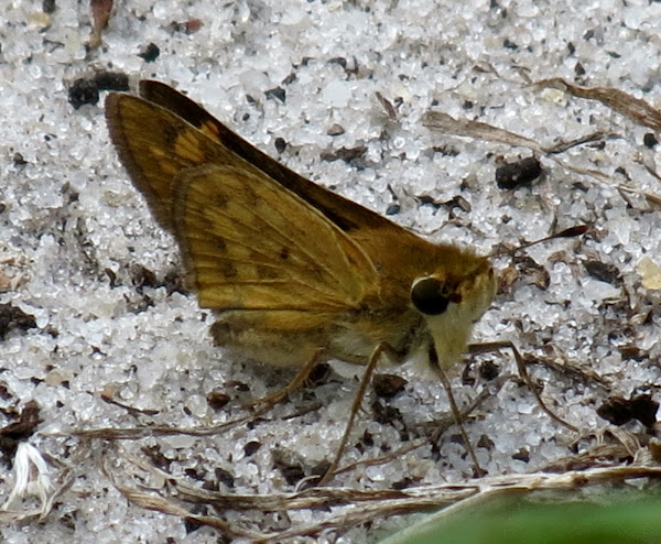 Skipper | Project Noah