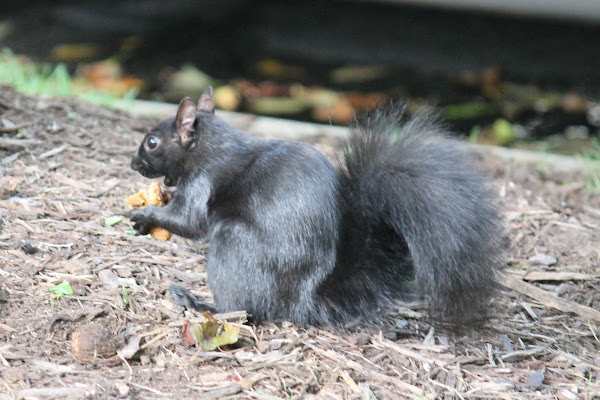 black squirrel | Project Noah