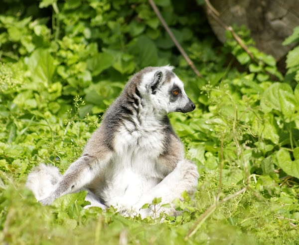 Ring-Tailed Lemur | Project Noah
