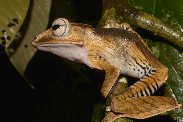 File-Eared Tree Frog / Borneo Eared Frog | Project Noah