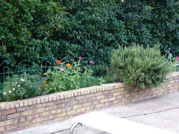 Rough Earth Snake | Project Noah