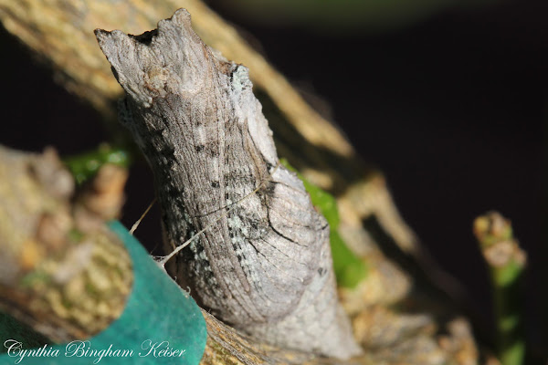 Giant Swallowtail chrysalis | Project Noah