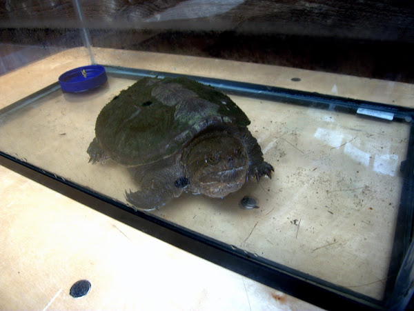 Snapping Turtle | Project Noah