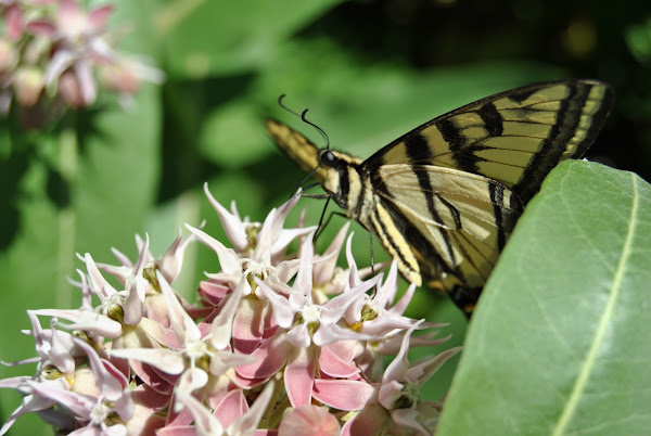 Swallowtail | Project Noah