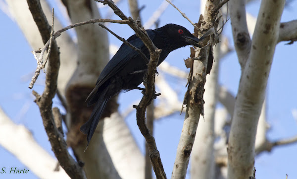 Spangled Drongo eating a cicada | Project Noah