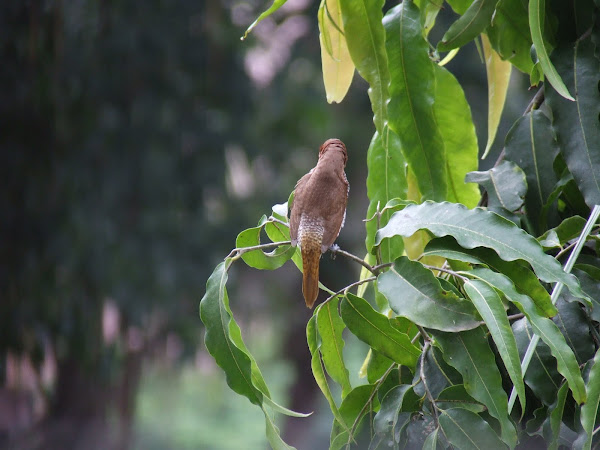 Spotted Munia | Project Noah
