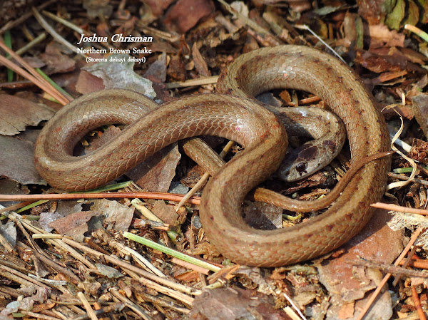 Northern Brown Snake | Project Noah