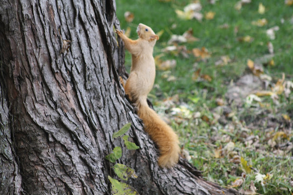 Fox Squirrel | Project Noah