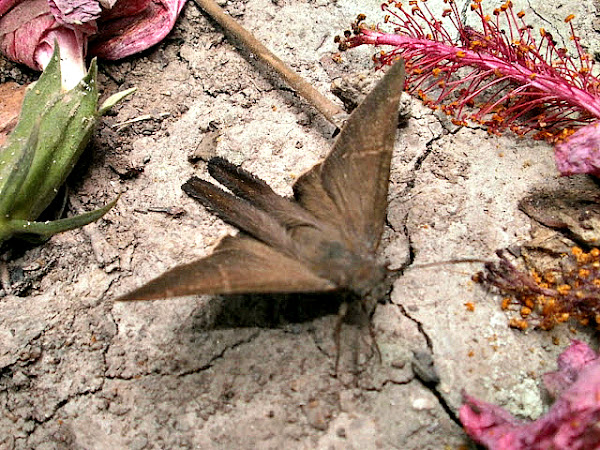Long-tailed Skipper. | Project Noah