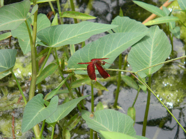 painted grasshawk | Project Noah