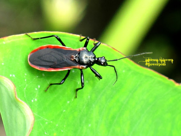 Assassin Bug | Project Noah