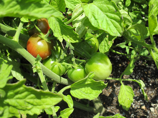 tomato | Project Noah