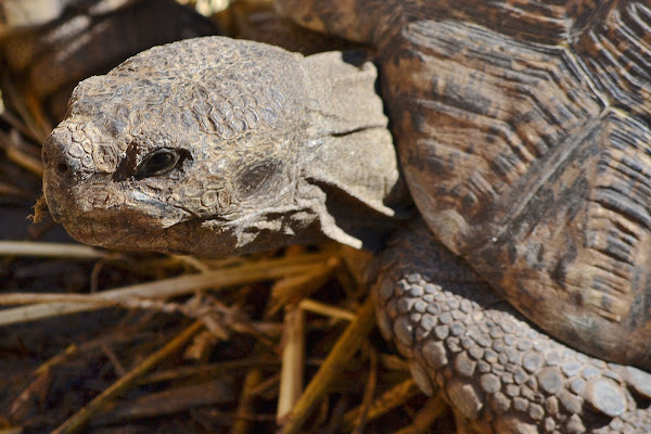 Leopard tortoise | Project Noah