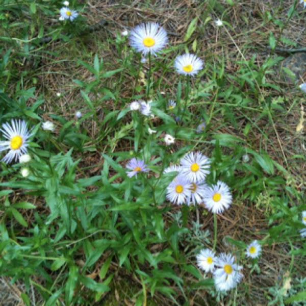 New England Asters | Project Noah