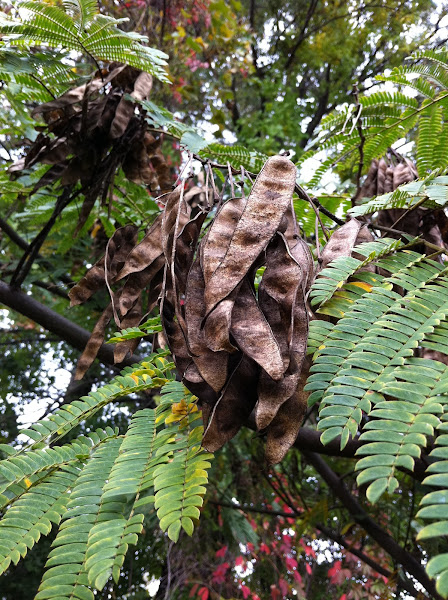 Silk Tree flowers and fruit | Project Noah