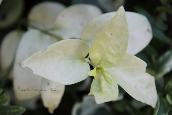 Variegated Greater Periwinkle | Project Noah