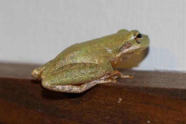 Squirrel Treefrog | Project Noah