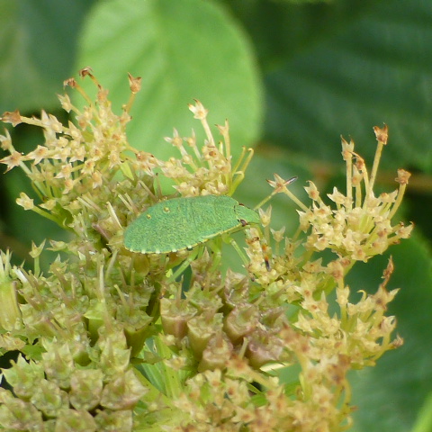 Common Green Shieldbug | Project Noah