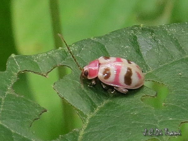 Pink Leaf beetle | Project Noah