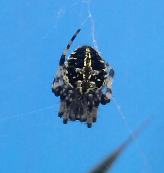 Spider | Project Noah