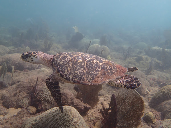 Hawksbill sea turtle | Project Noah