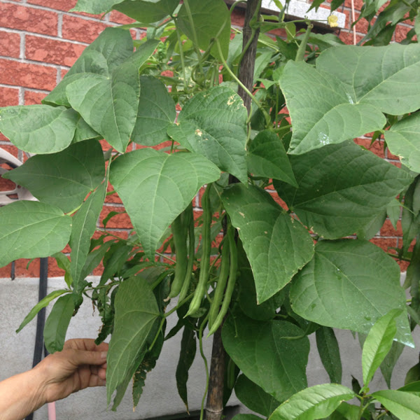 Beans | Project Noah