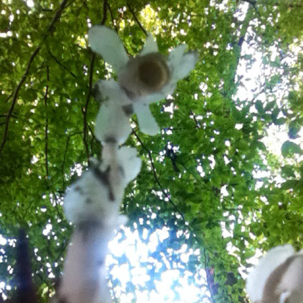 Indian Pipe | Project Noah